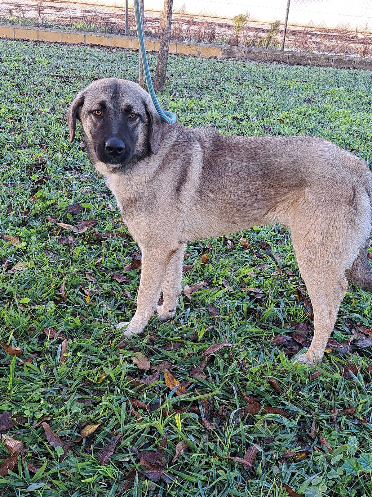 ¡ Adoptado