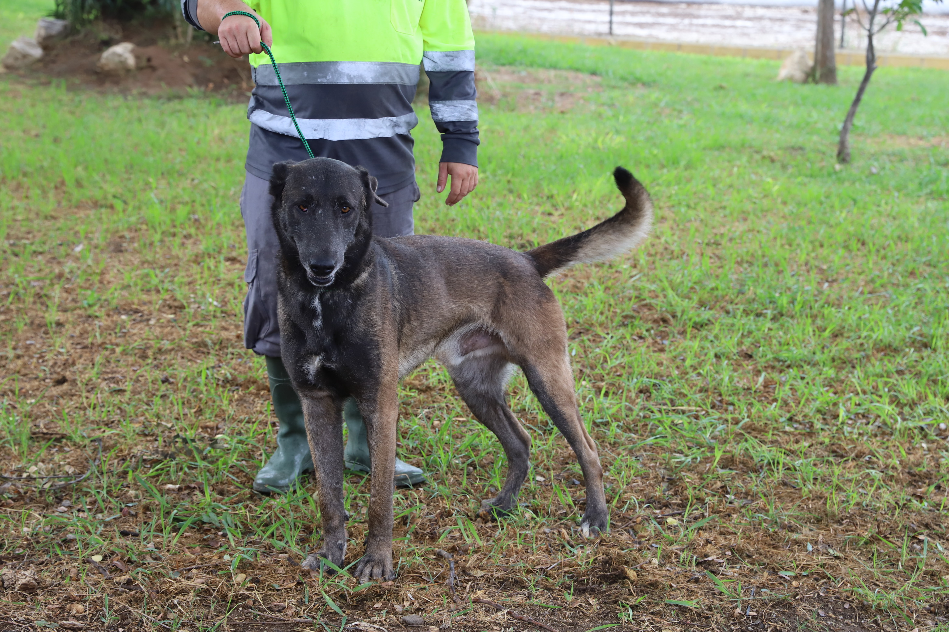En adopción - Ayuntamiento de Jerez - Página oficial